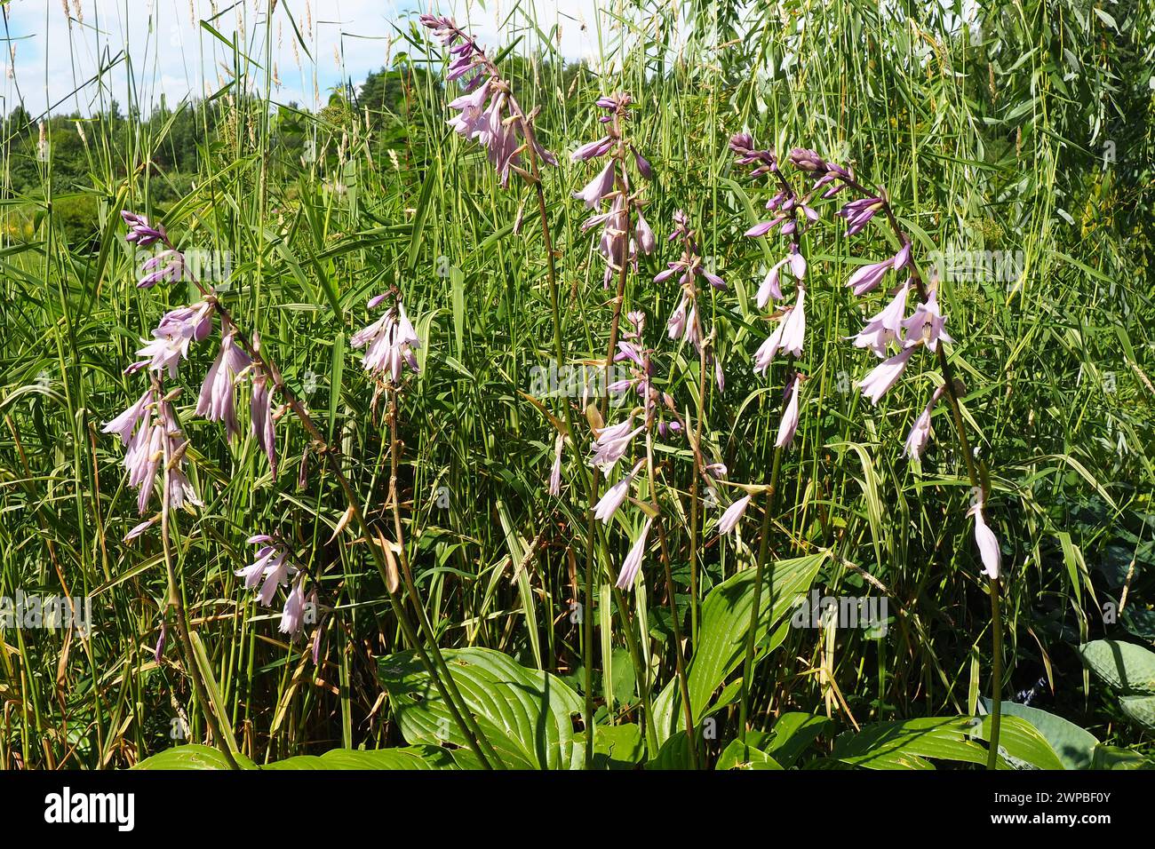 Hosta lancifolia, Narrow Leaved Hosta, Plantain Lilly or Giboshi, is ...