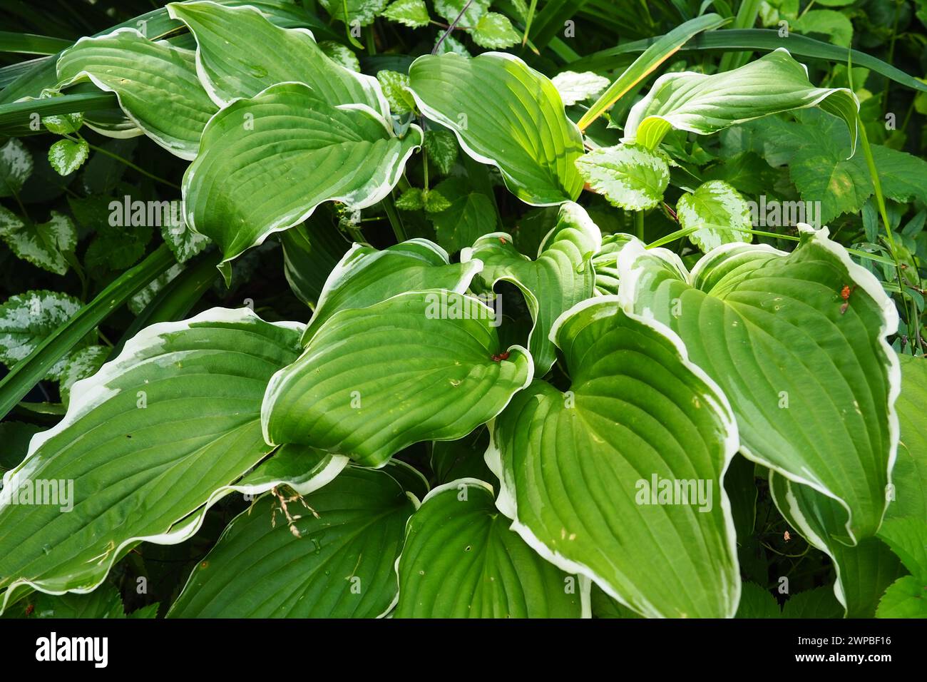 Hosta plantaginea, the fragrant plantain lily or August lily, is ...