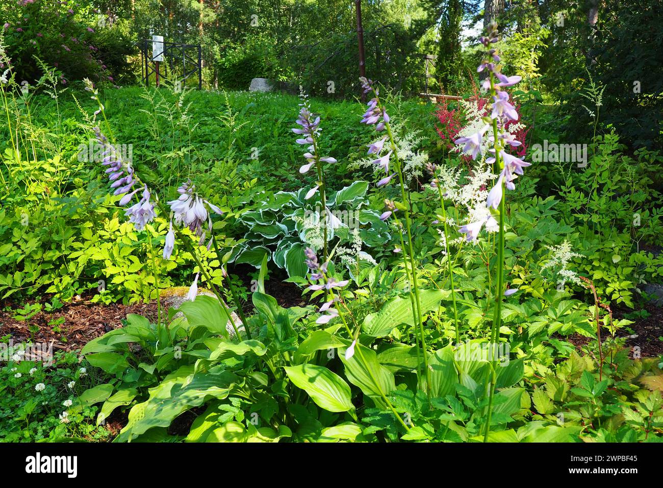 Hosta plantaginea, the fragrant plantain lily or August lily, is ...