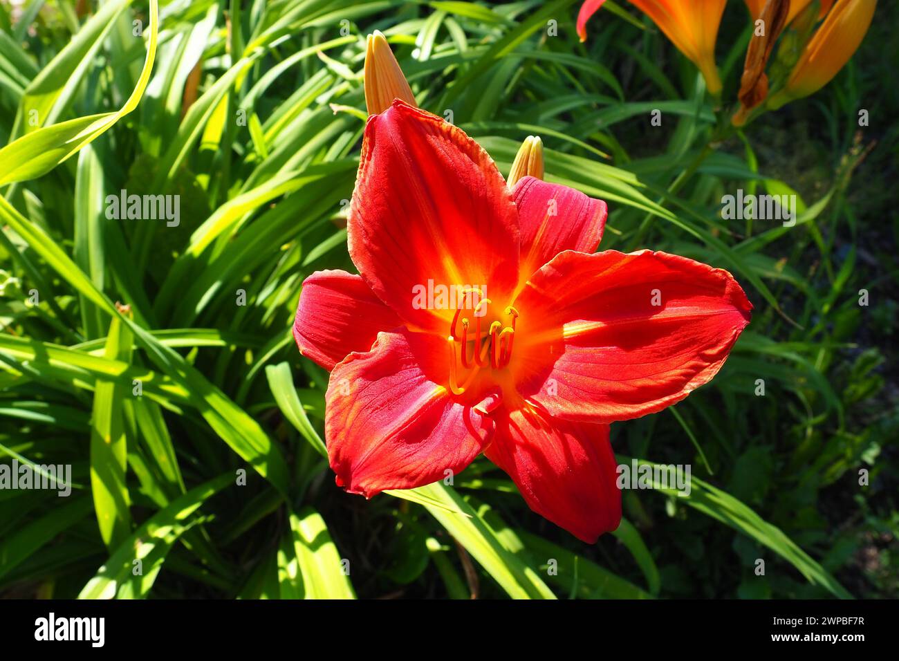 Hemerocallis hybrid Anzac is a genus of plants of the Lilaynikov family ...