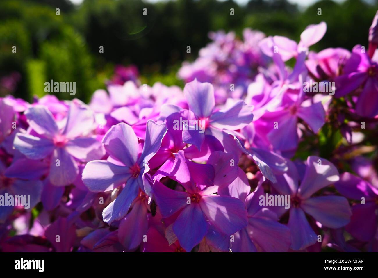 Phlox paniculata, garden phlox, perennial phlox. Phlox is a genus of 68 ...