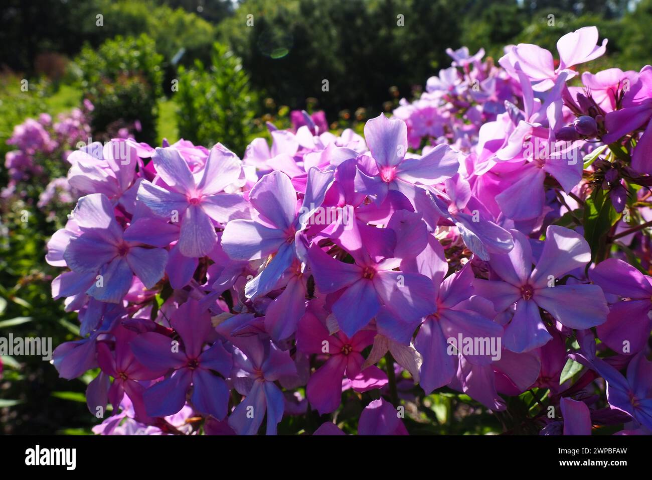 Phlox paniculata, garden phlox, perennial phlox. Phlox is a genus of 68 ...