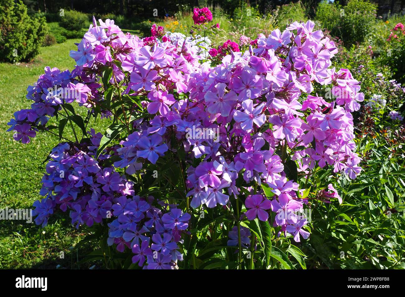 Phlox paniculata, garden phlox, perennial phlox. Phlox is a genus of 68 ...