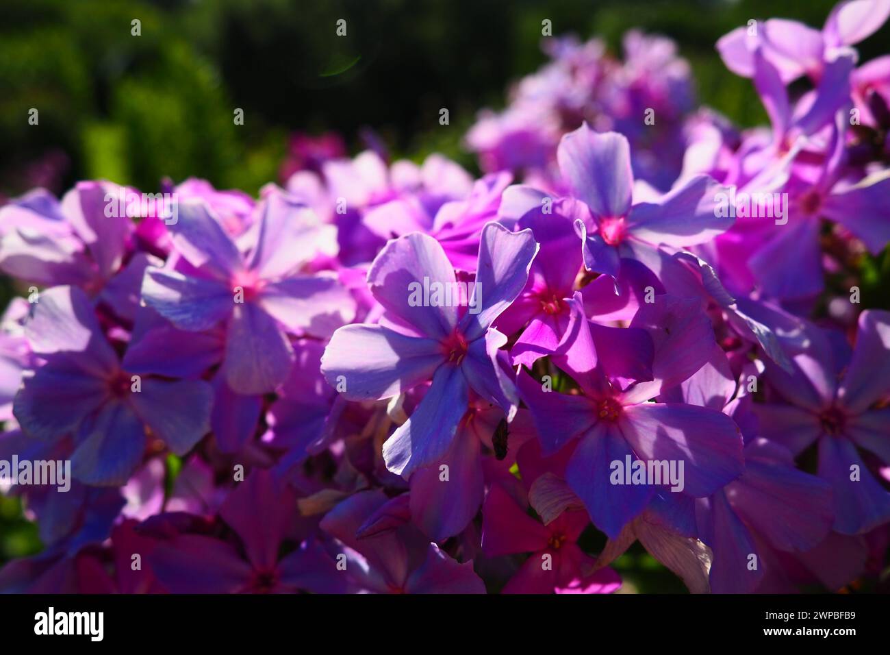 Phlox paniculata, garden phlox, perennial phlox. Phlox is a genus of 68 ...