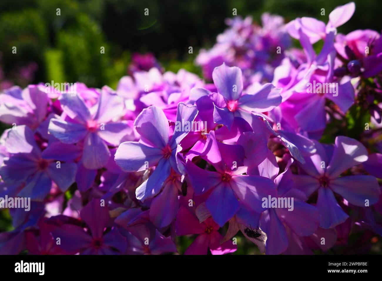 Phlox paniculata, garden phlox, perennial phlox. Phlox is a genus of 68 ...