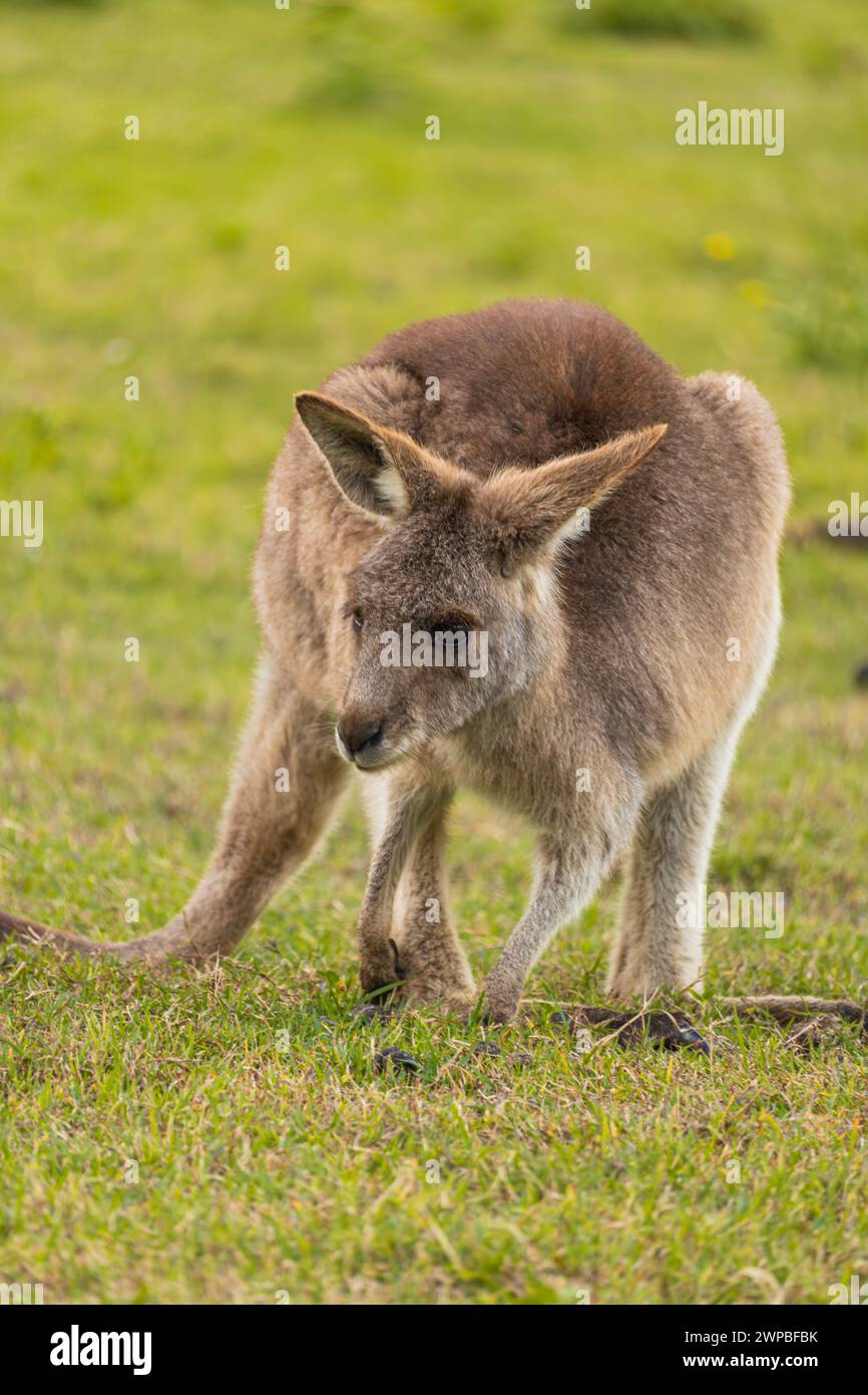 Small kangaroo eating grass alone in Coombabah National Park ...