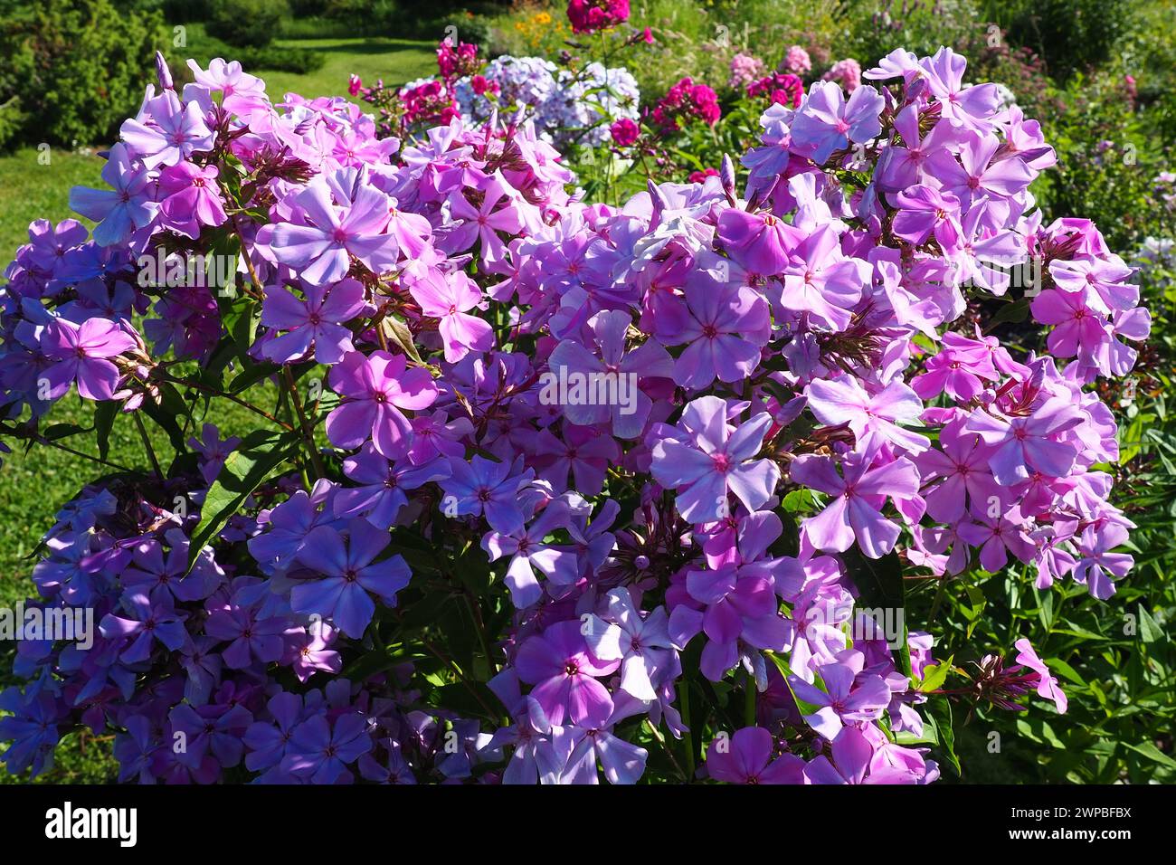 Phlox paniculata, garden phlox, perennial phlox. Phlox is a genus of 68 ...