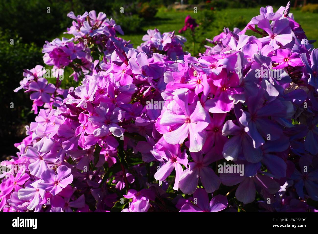 Phlox paniculata, garden phlox, perennial phlox. Phlox is a genus of 68 ...