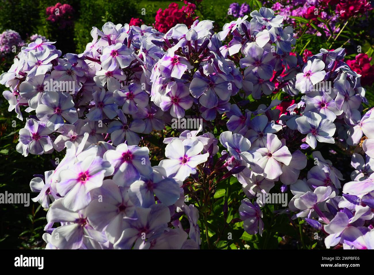 Phlox paniculata, garden phlox, perennial phlox. Phlox is a genus of 68 ...