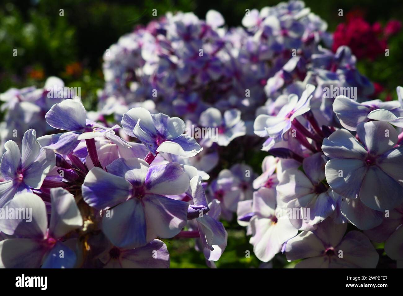 Phlox paniculata, garden phlox, perennial phlox. Phlox is a genus of 68 ...