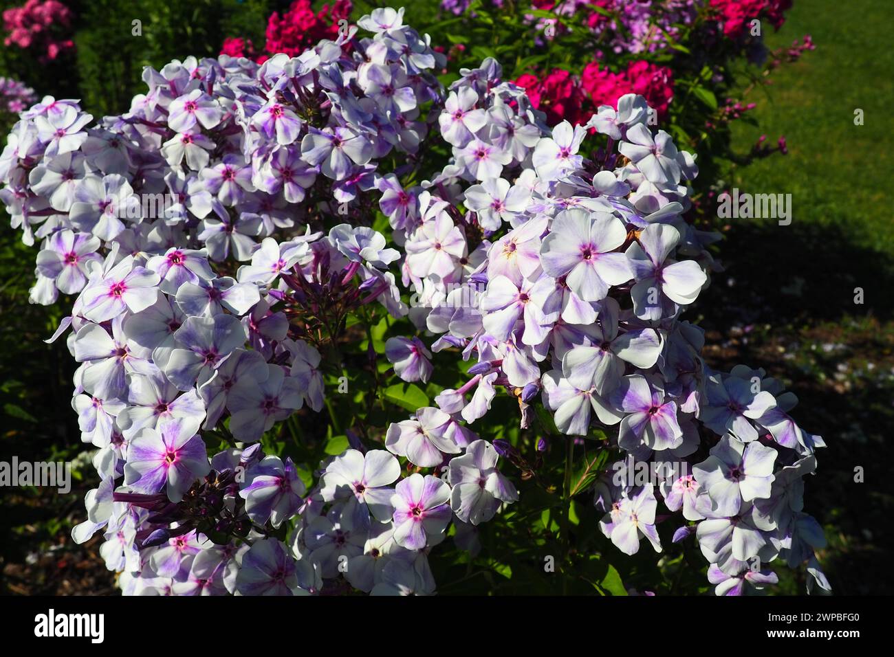 Phlox paniculata, garden phlox, perennial phlox. Phlox is a genus of 68 ...