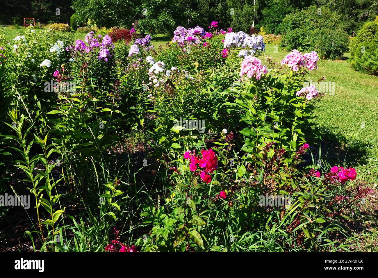 Phlox paniculata, garden phlox, perennial phlox. Phlox is a genus of 68 ...