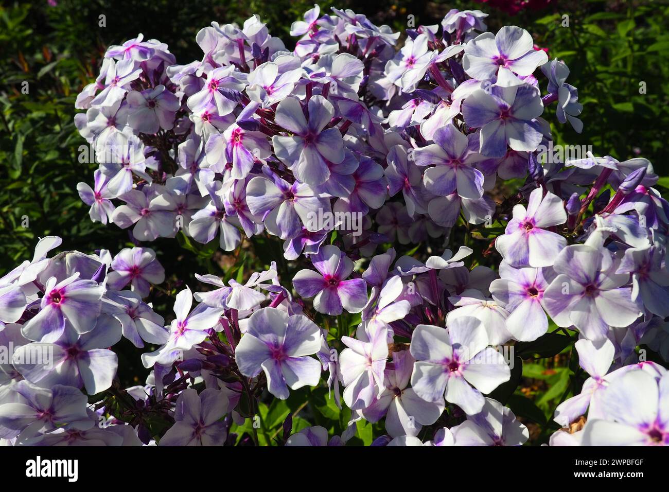 Phlox paniculata, garden phlox, perennial phlox. Phlox is a genus of 68 ...
