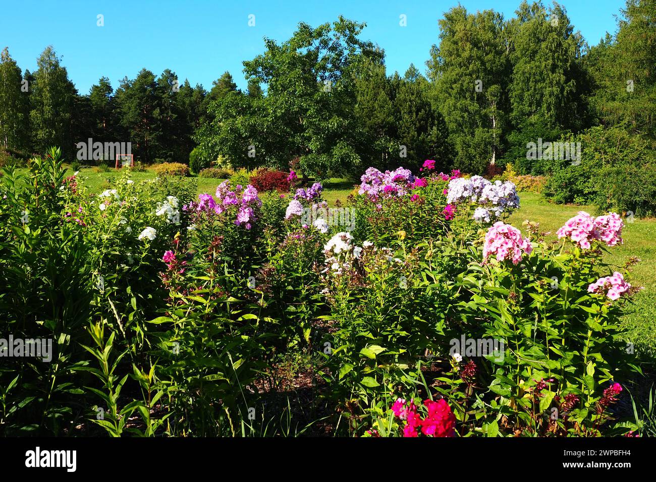 Phlox paniculata, fall phlox, garden phlox, perennial phlox is a genus ...