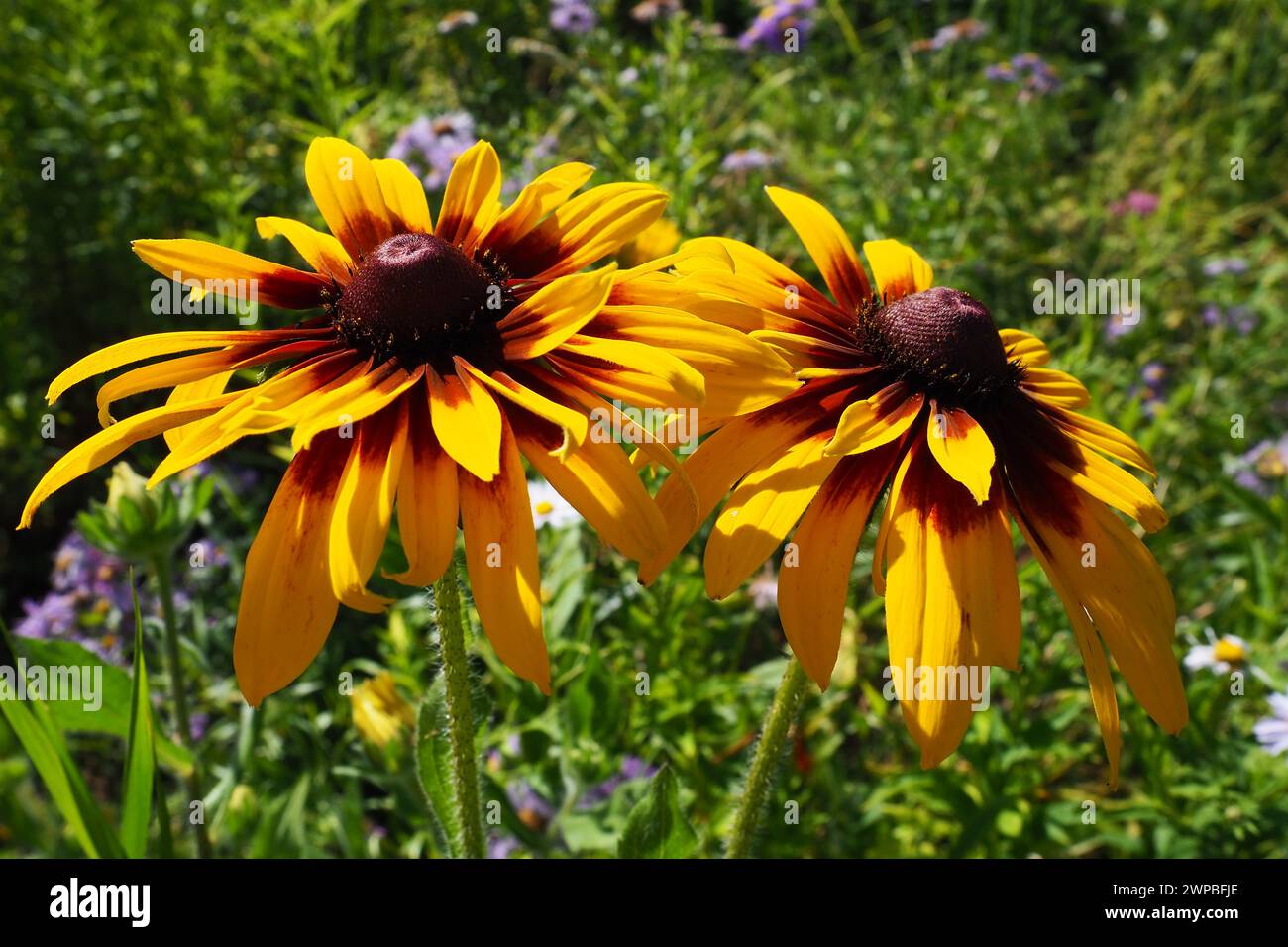 Rudbeckia plant genus in the Asteraceae or composite family. Rudbeckia ...