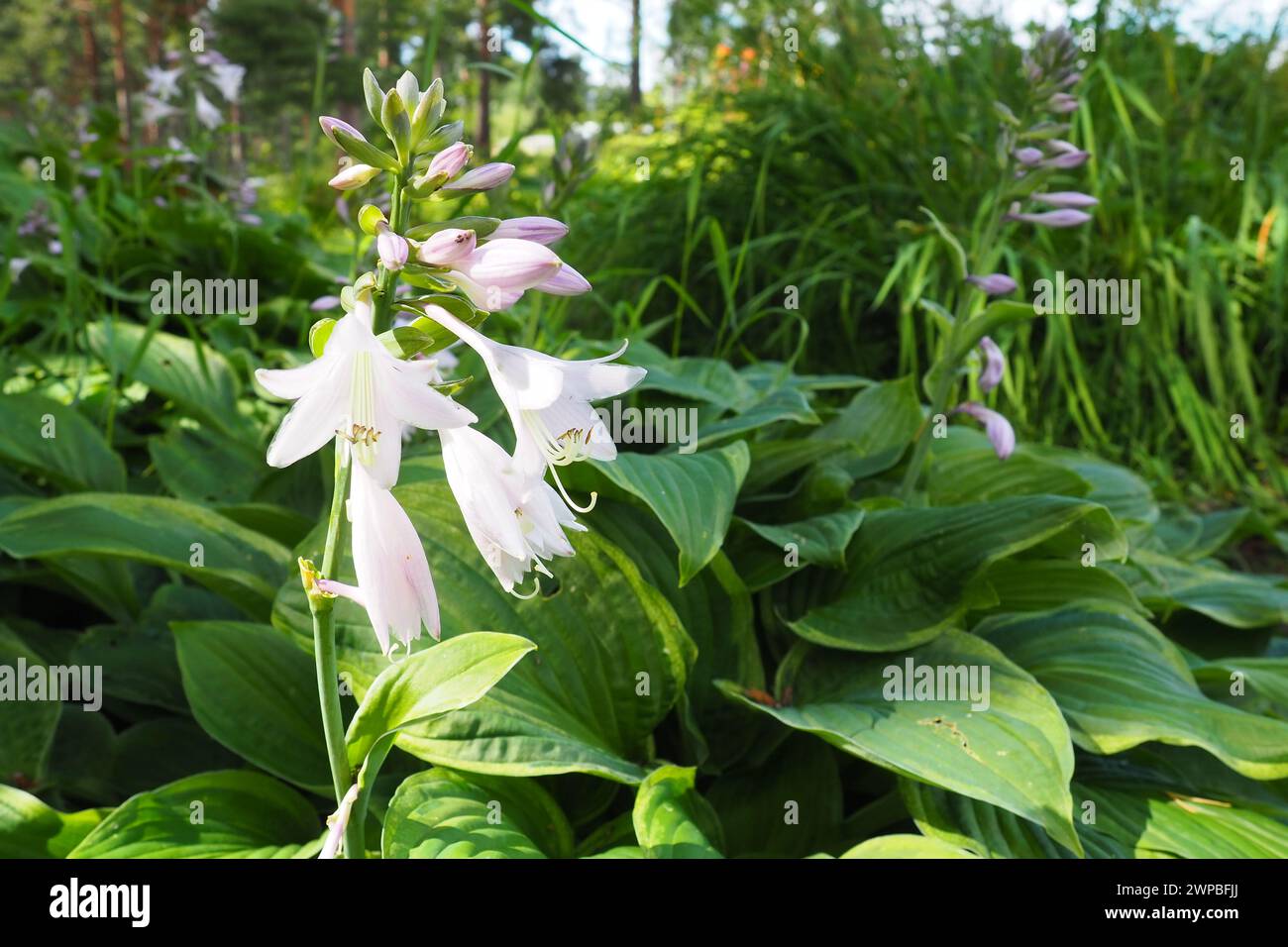 Hosta plantaginea, the fragrant plantain lily or August lily, is ...