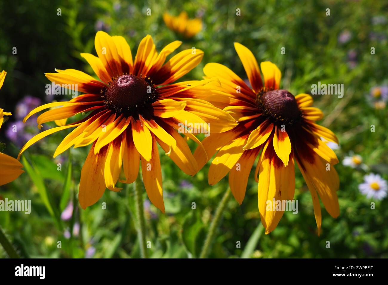 Rudbeckia plant genus in the Asteraceae or composite family. Rudbeckia ...
