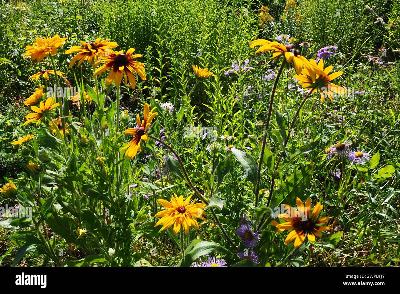 Rudbeckia plant genus in the Asteraceae or composite family. Rudbeckia ...