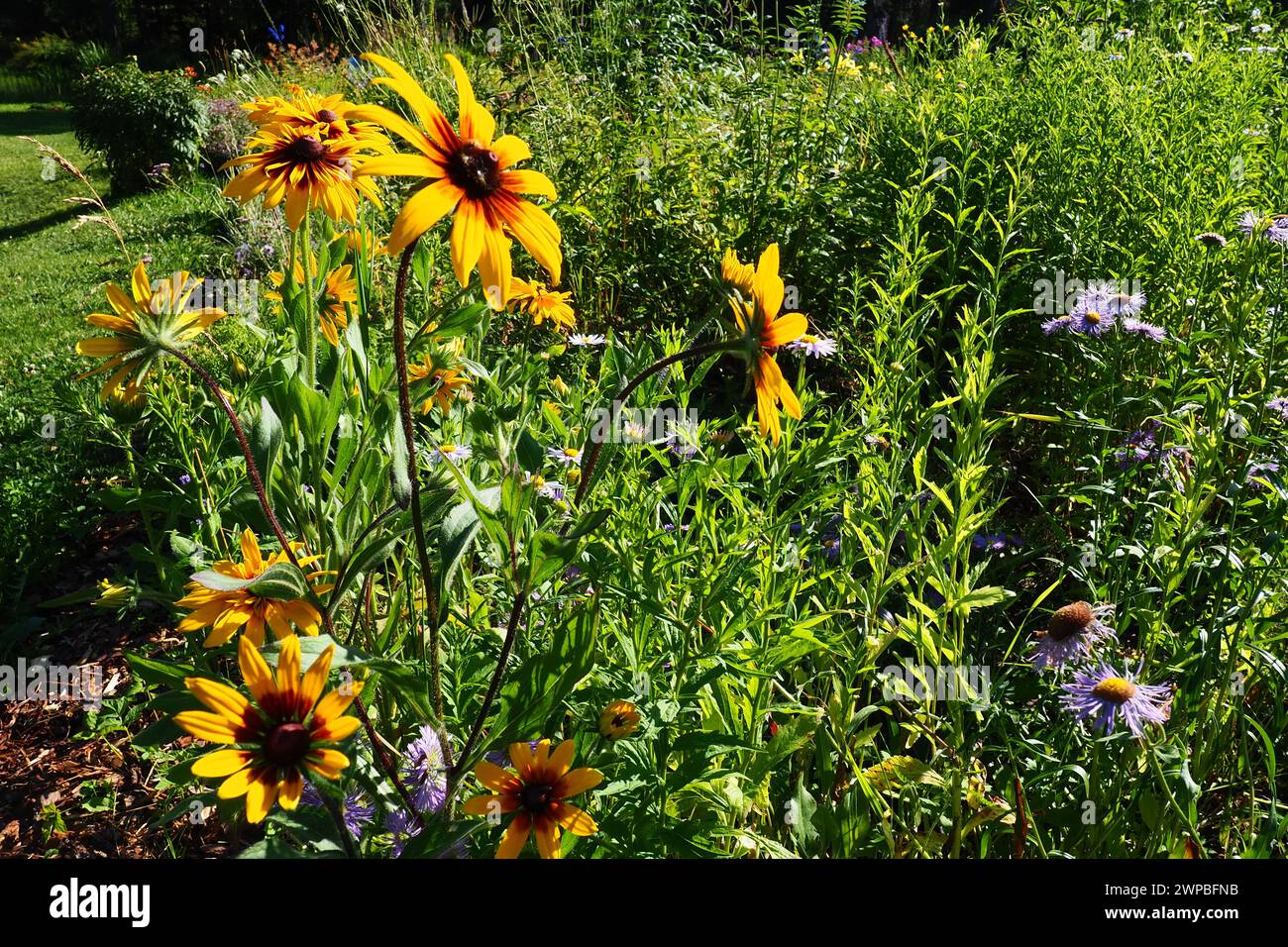 Rudbeckia plant genus in the Asteraceae or composite family. Rudbeckia ...