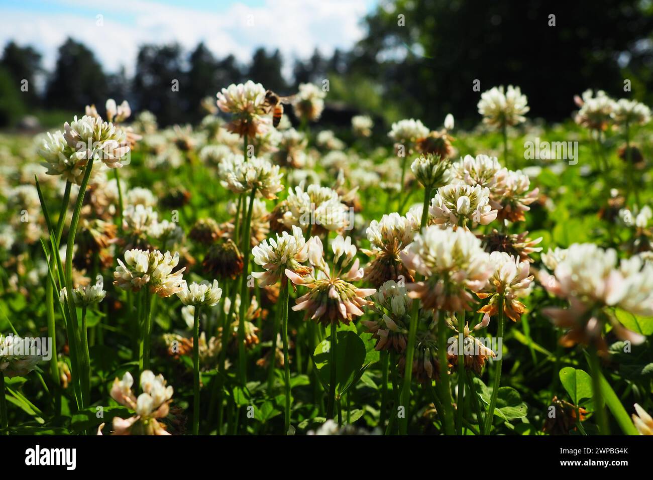 Trifolium repens, white clover, a herbaceous perennial plant in the ...
