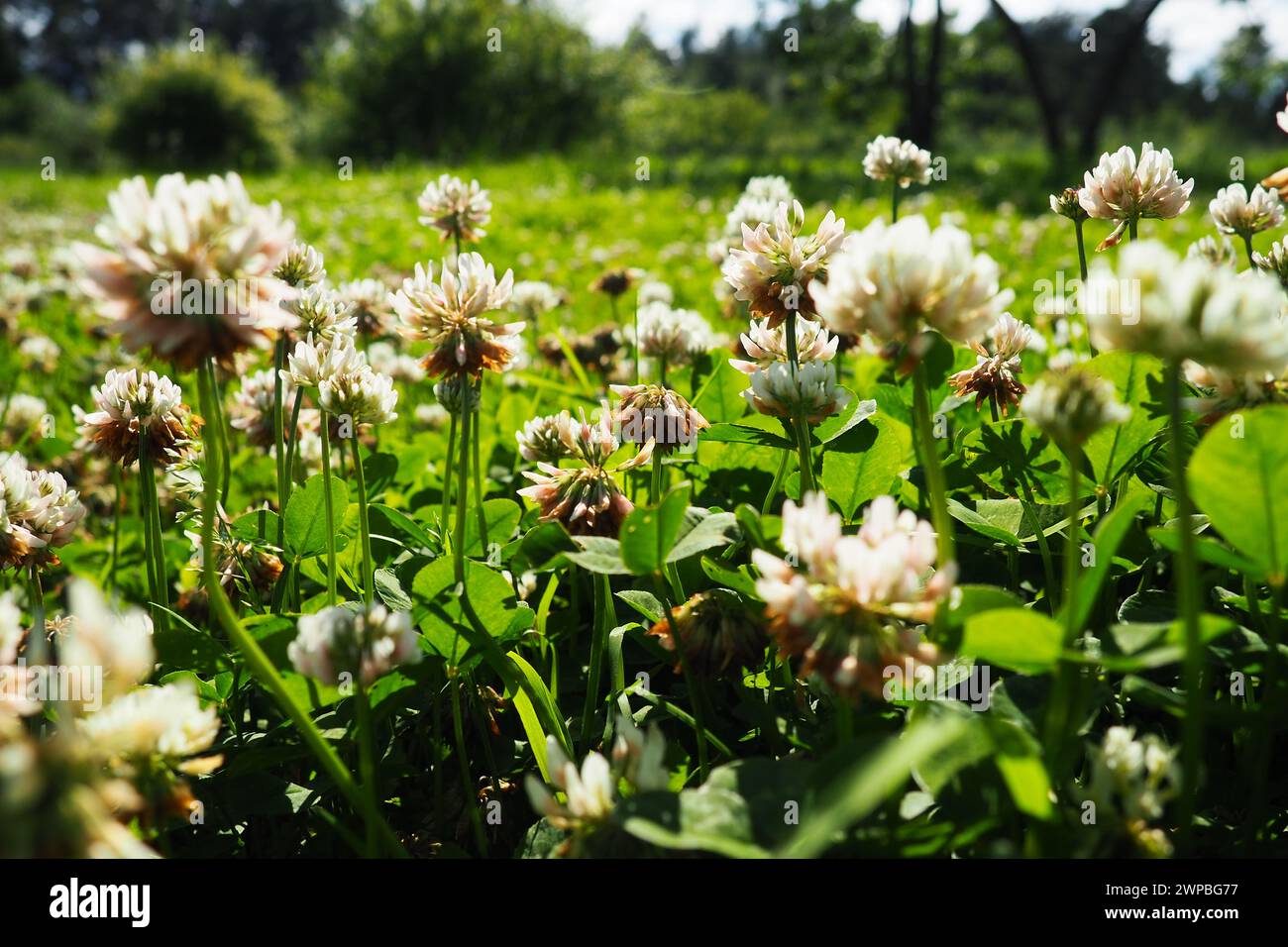 Trifolium repens, white clover, a herbaceous perennial plant in the ...