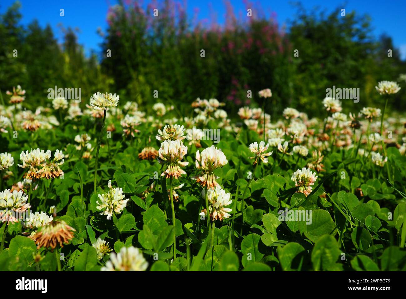 Trifolium repens, white clover, a herbaceous perennial plant in the ...