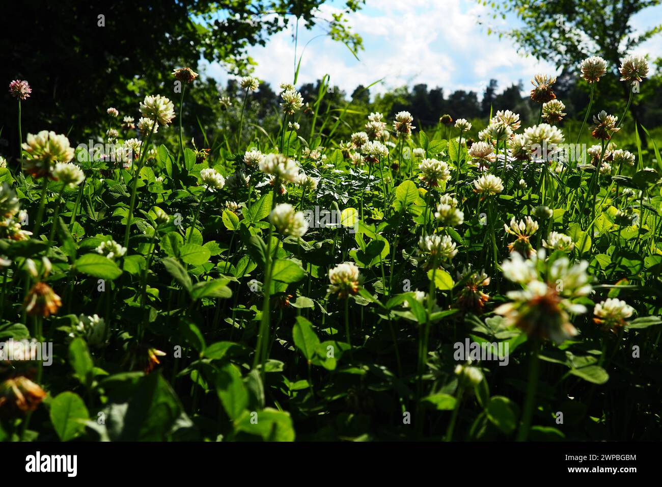 Trifolium repens, white clover, a herbaceous perennial plant in the ...