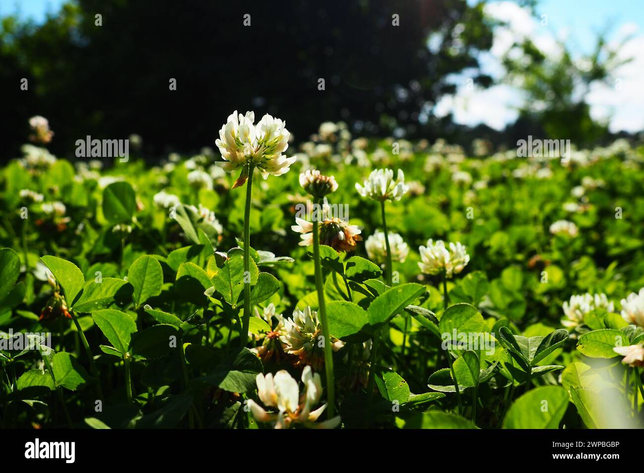 Trifolium repens, white clover, a herbaceous perennial plant in the ...