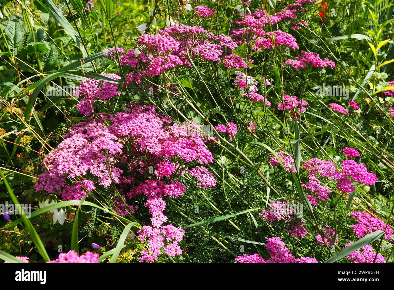 Achillea millefolium, yarrow or common yarrow, is a flowering plant in ...