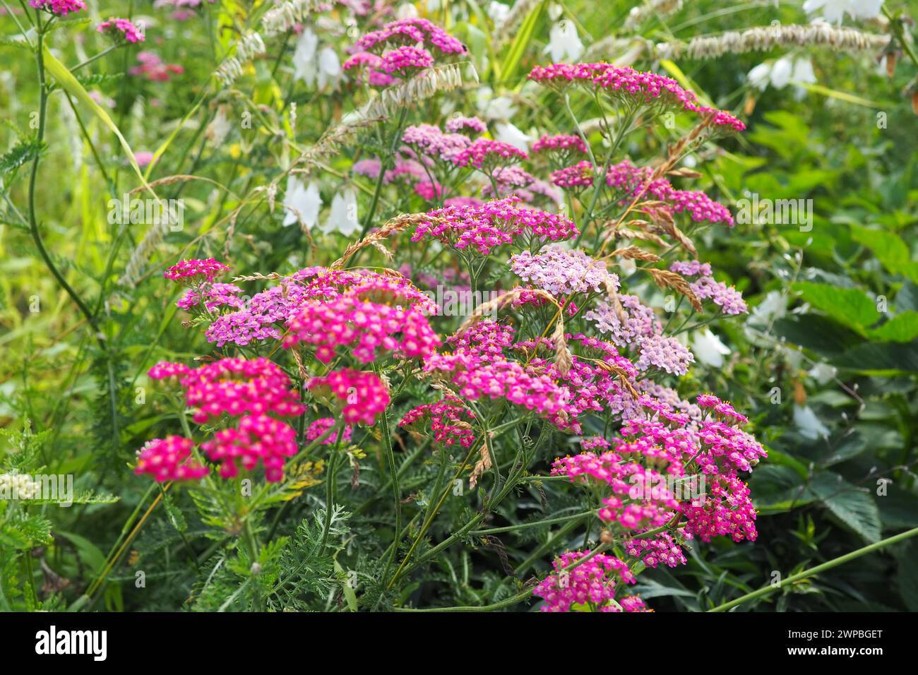 Achillea millefolium, yarrow or common yarrow, is a flowering plant in ...