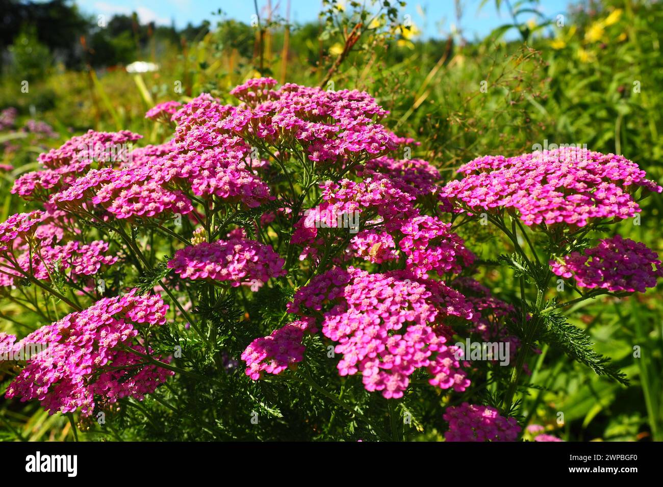 Achillea millefolium, yarrow or common yarrow, is a flowering plant in ...