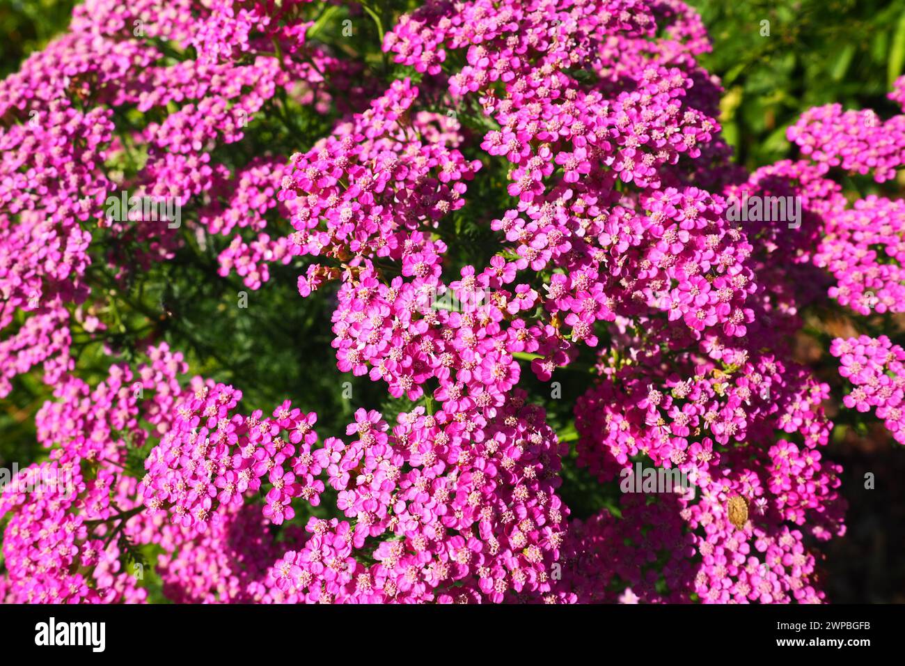 Achillea millefolium, yarrow or common yarrow, is a flowering plant in ...