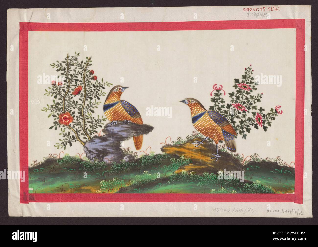 Avian illustration hi-res stock photography and images - Alamy