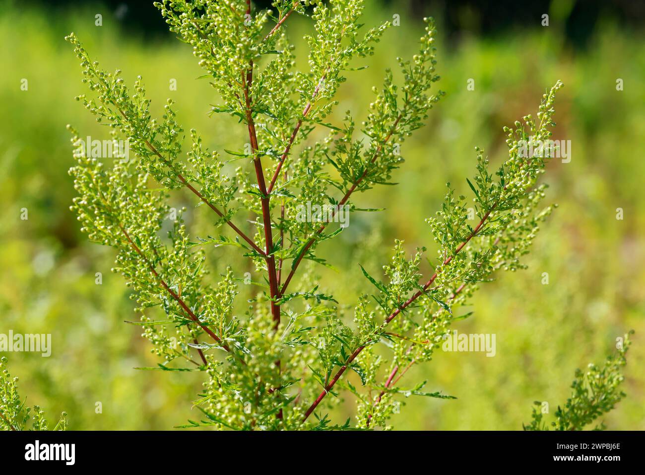 sweet wormwood, sweet annie, sweet sagewort, annual mugwort, annual ...