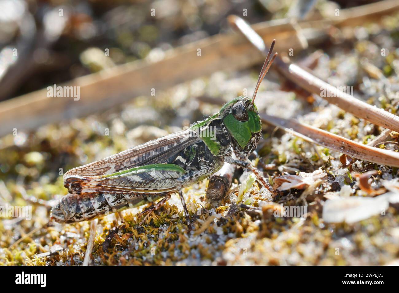 mottled grasshopper (Myrmeleotettix maculatus, Gomphocerus maculatus ...