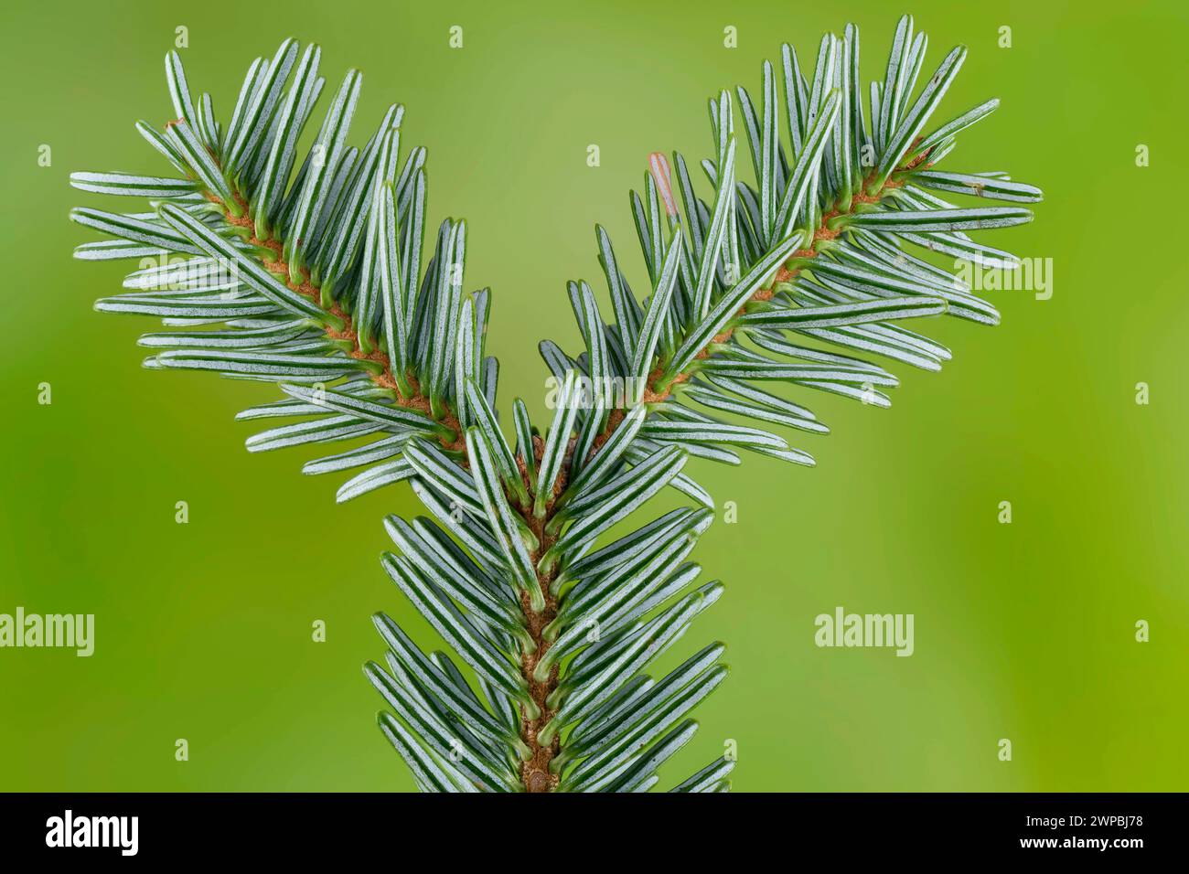 European silver fir (Abies alba), Branch, underside, Germany, Bavaria ...
