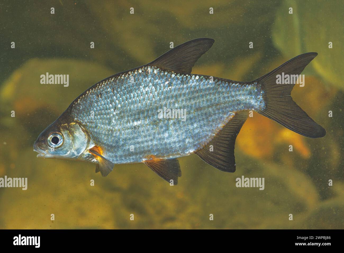 silver bream, white bream (Blicca bjoerkna, Abramis bjoerkna), swimming ...