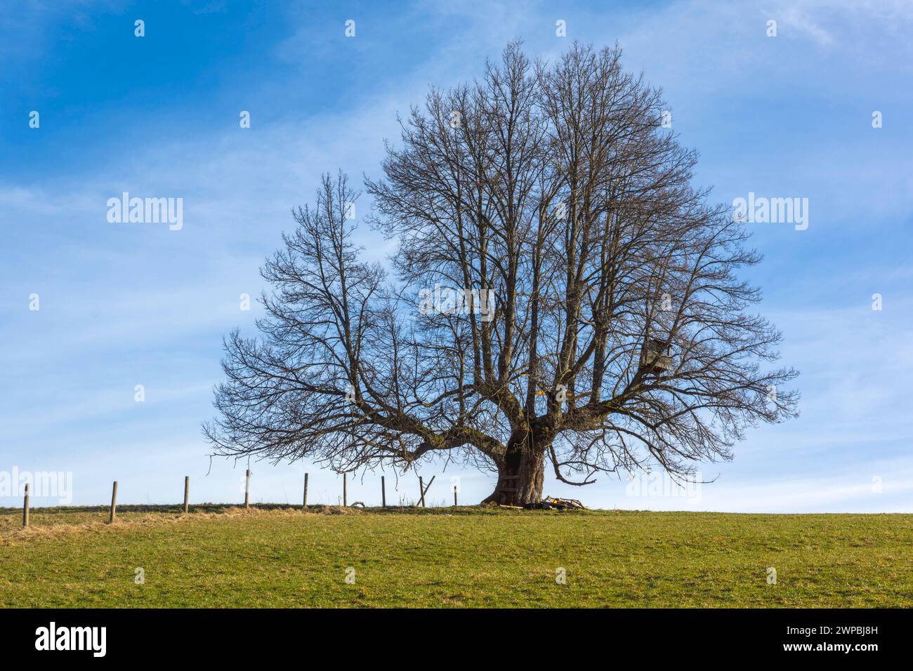 old deciduous tree without leaves on a meadow, Germany, Bavaria ...