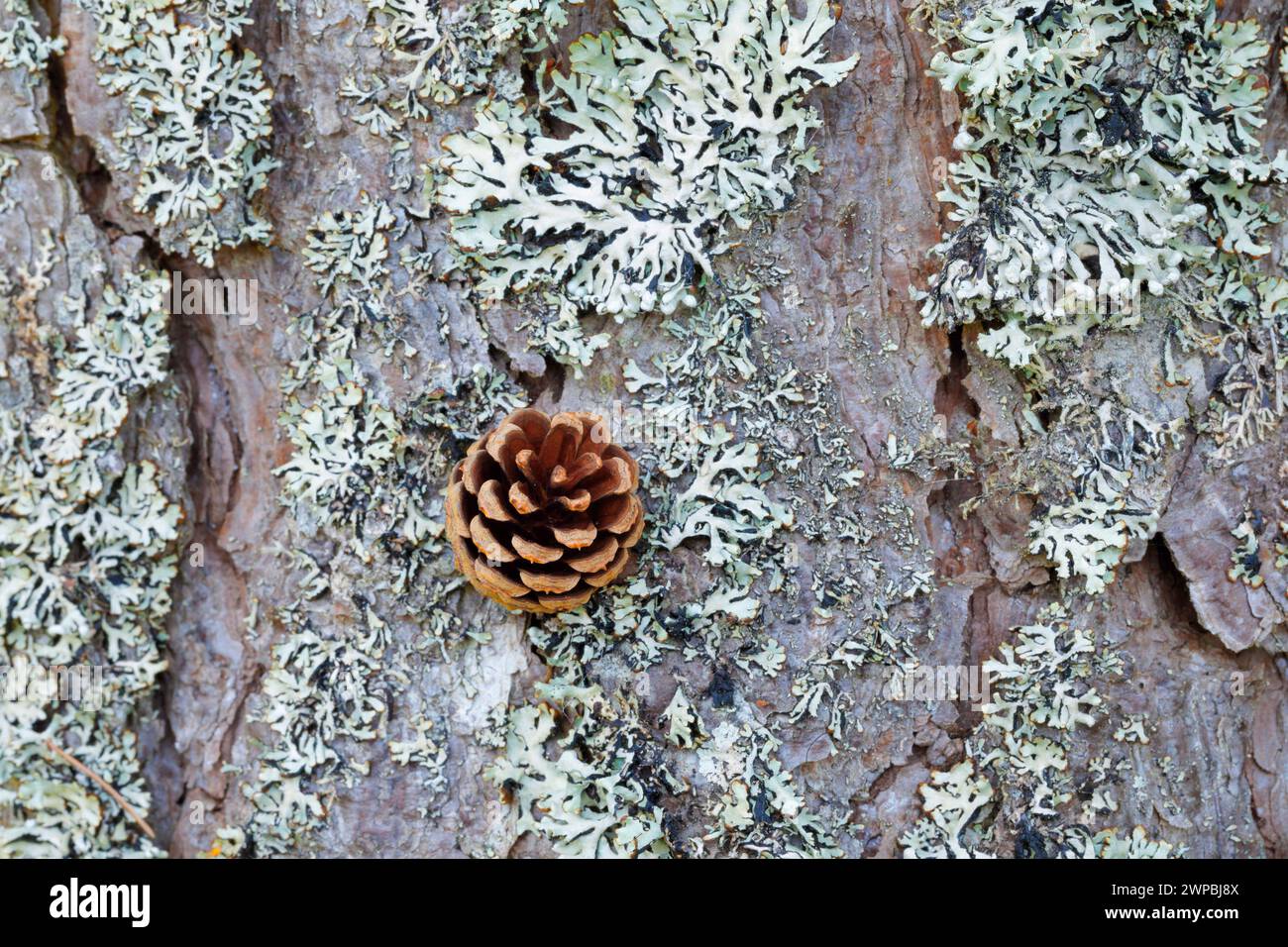 Scotch pine, Scots pine (Pinus sylvestris var. scotica), Pine cones on ...