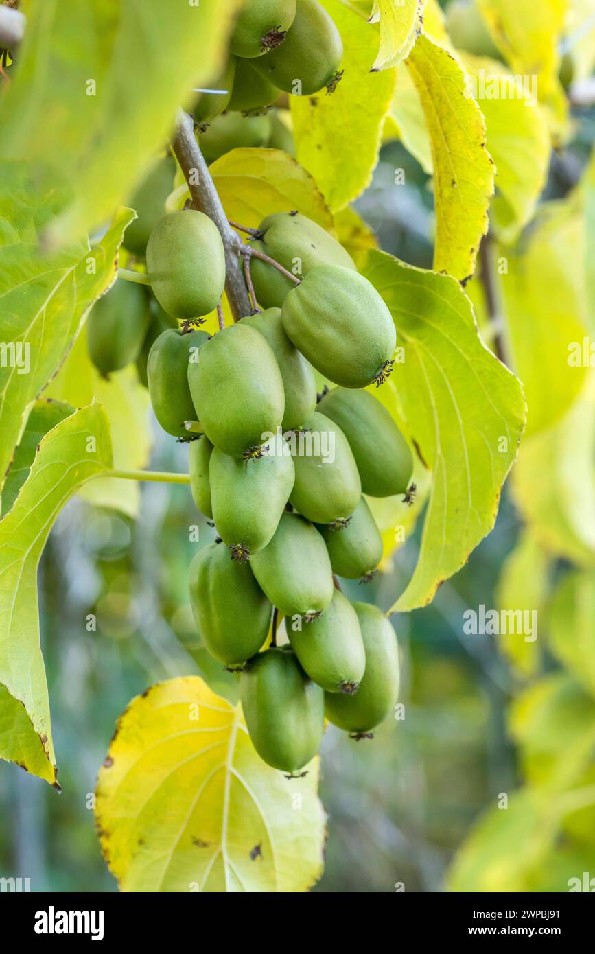 Tara Vine, Bower Actinidia, Mini Kiwi (Actinidia arguta 'Chang Bay ...