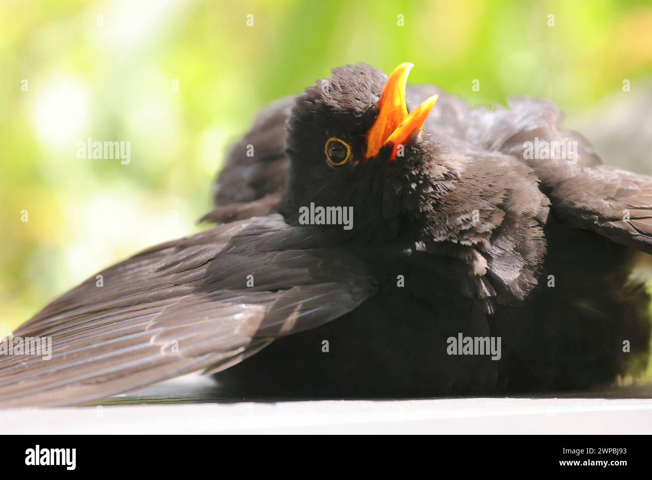 Blackbird sunbathing hi-res stock photography and images - Alamy