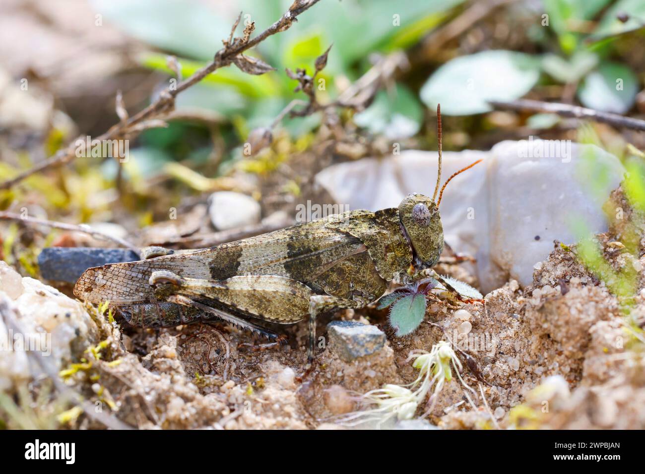 Blue-winged grasshopper, Slender Blue-winged Grasshopper, Blue-winged ...