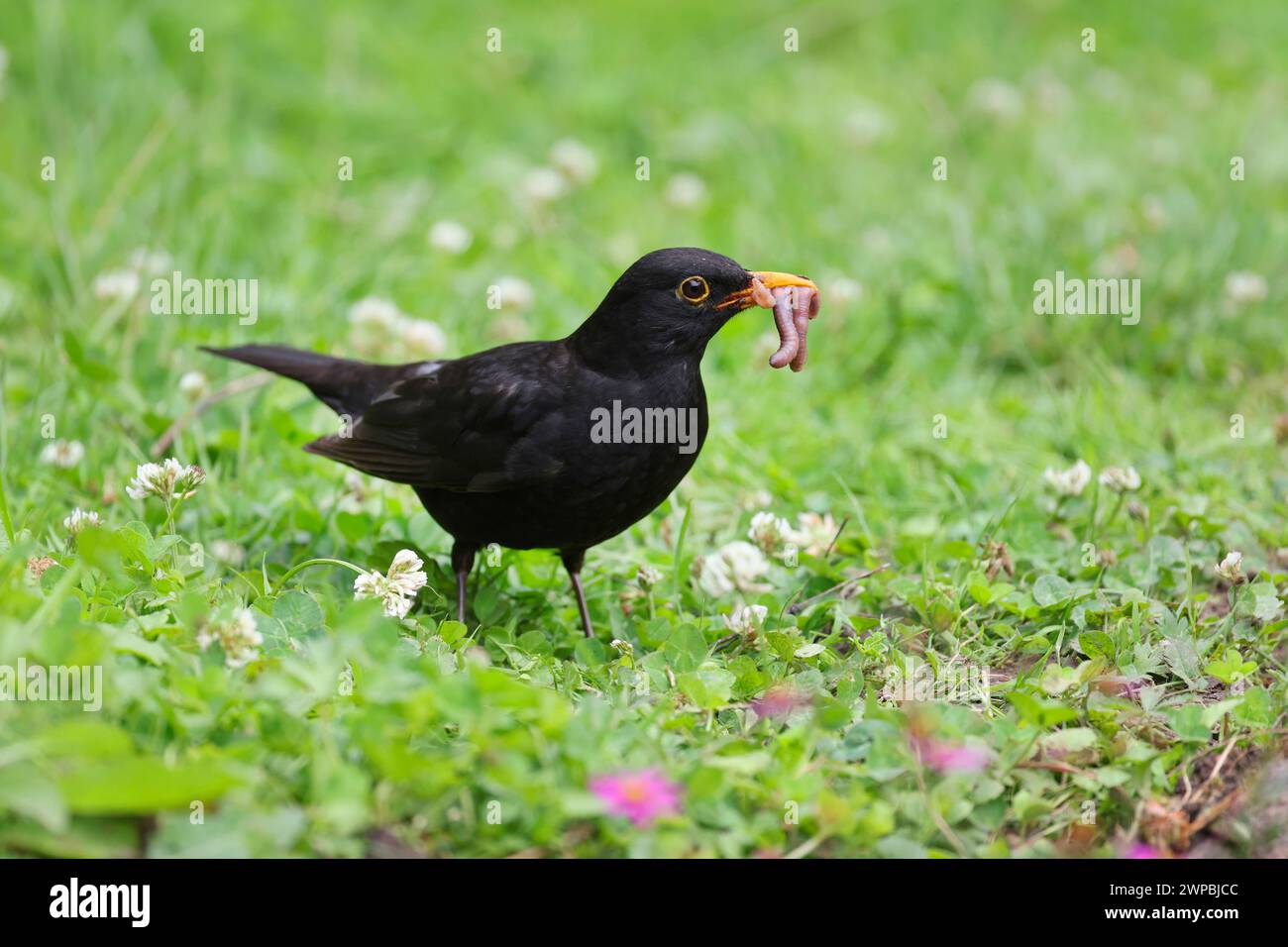 blackbird (Turdus merula), male with an earthworm in the bill, Germany ...