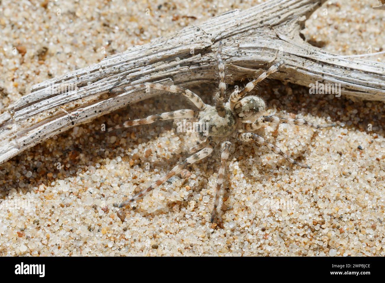 wolf spider, ground spider (Arctosa cinerea), top view, Germany Stock ...