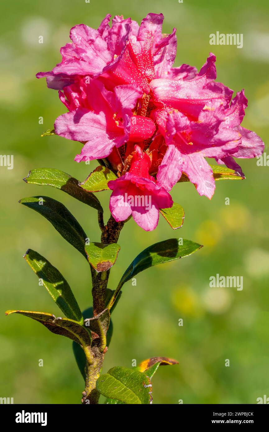 Rust-leaved alpine rose, snow-rose, snowrose, Rusty-leaved alpenrose ...