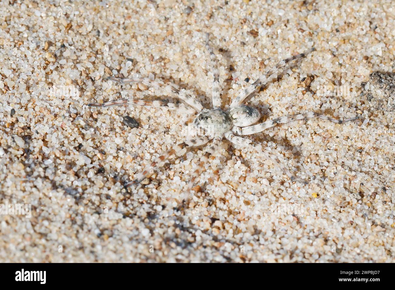 wolf spider, ground spider (Arctosa cinerea), top view, Germany Stock ...
