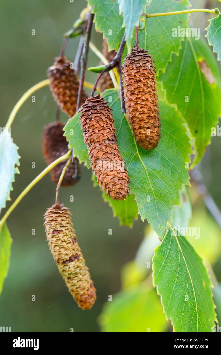 common birch, silver birch, European white birch, white birch (Betula ...
