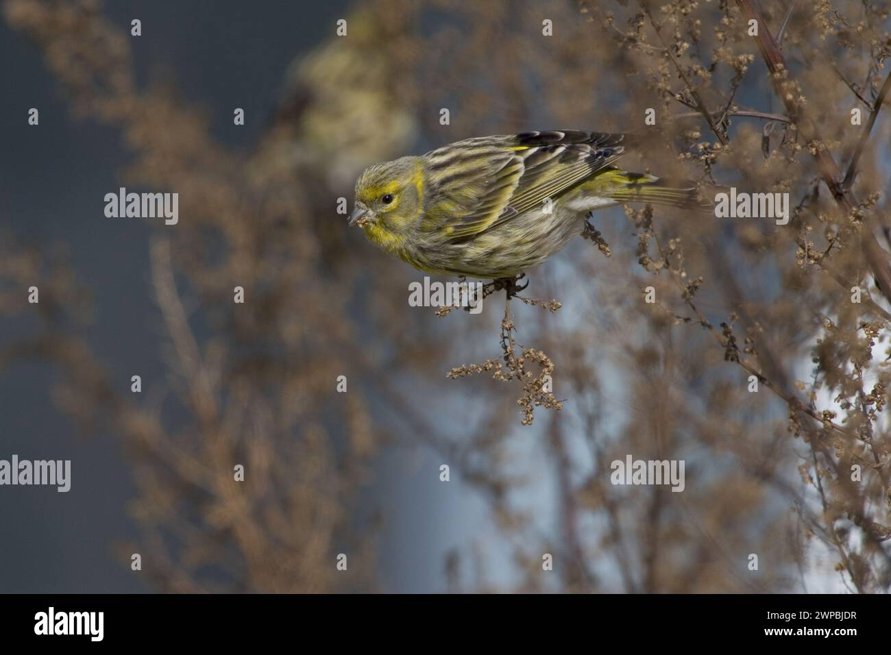 European serin (Serinus serinus), perches eating in a shrub, side view ...
