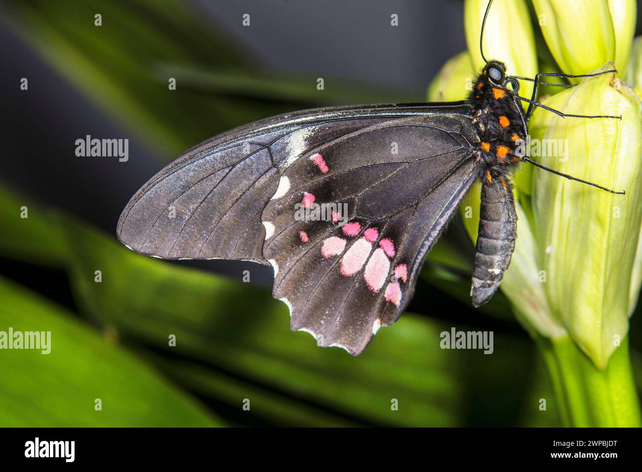 Ruby-spotted swallowtail, Red-spotted swallowtail (Papilio anchisiades ...