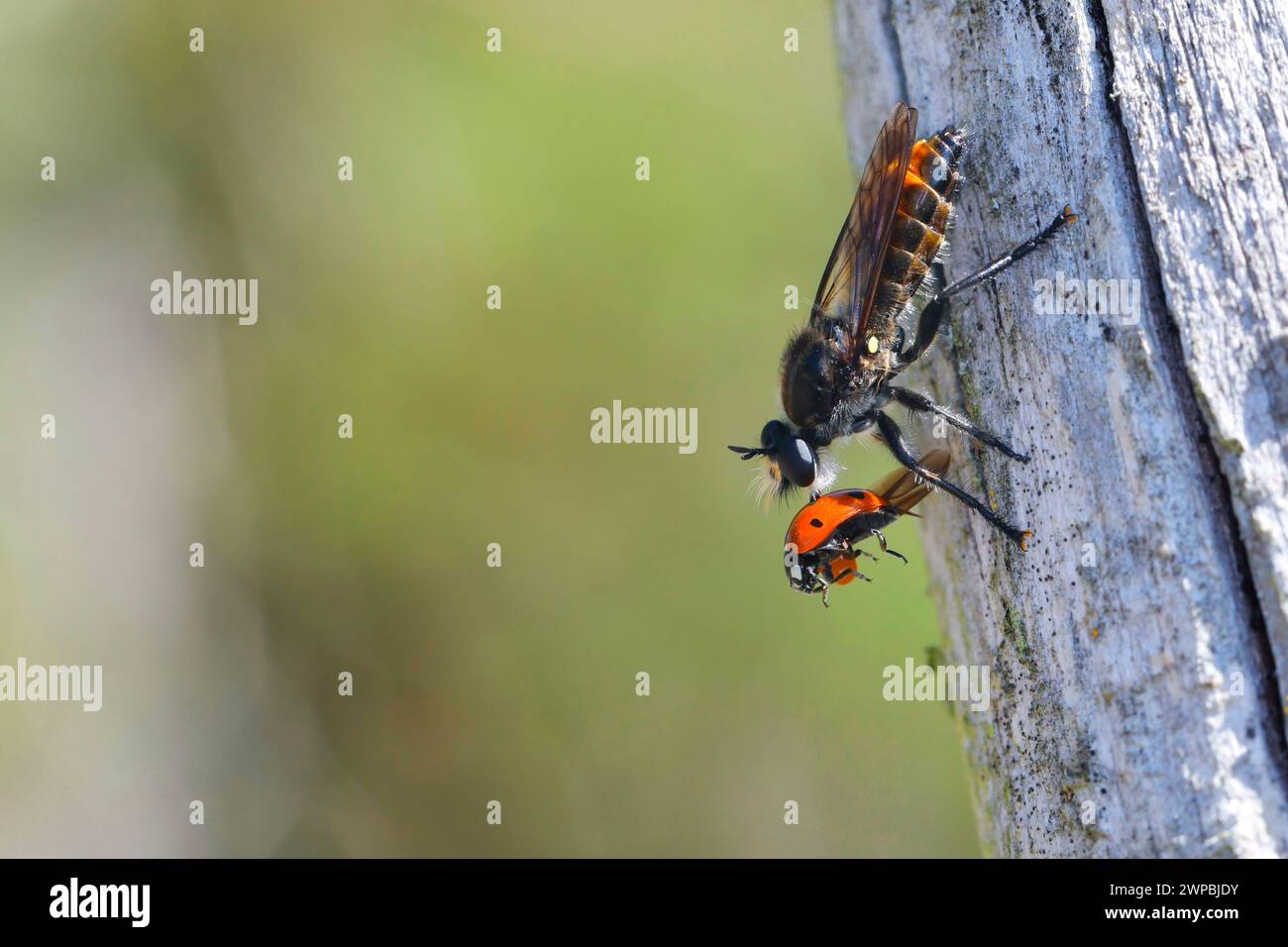 robberfly (Choerades ignea), female with captured ladybug, Germany ...